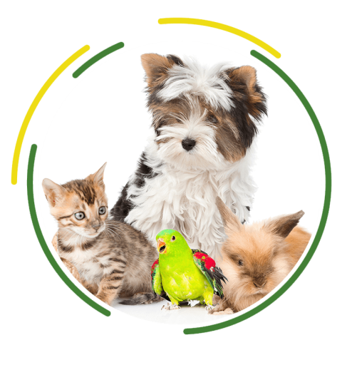 Cat, Bird, Small Animal Care Visits - T&T Pet Care Services